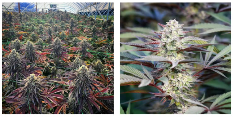 Guide to outstanding outdoor flower of 2021 - Rimrock Farms